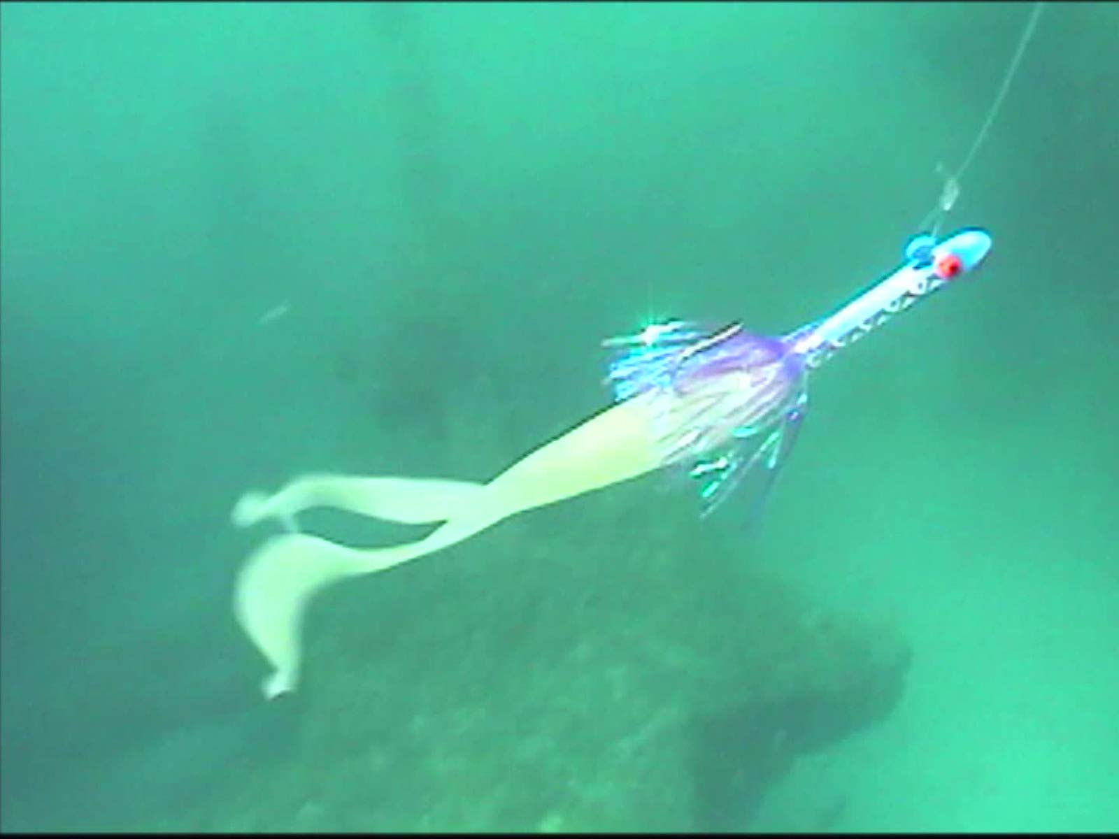 Watch Shallow Water Angler - Season 1 | Prime Video