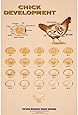 Chick Development Chart: Science Prints: Amazon.com: Industrial ...