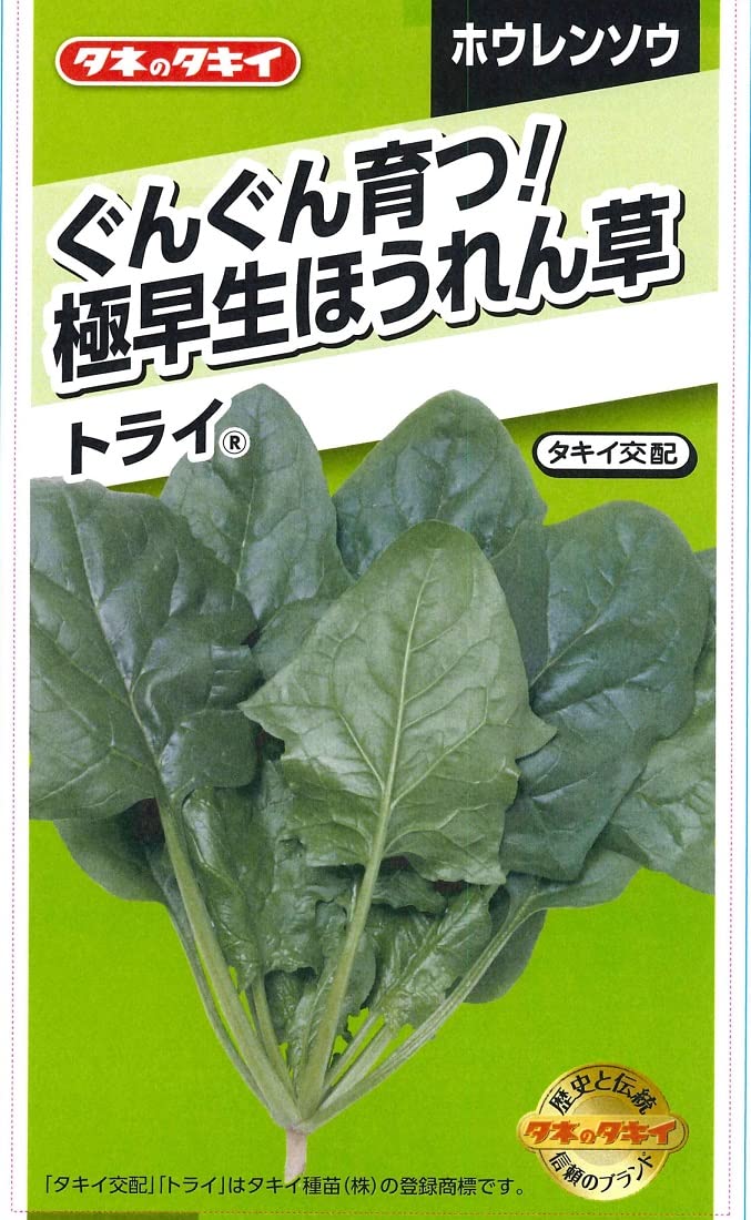 Mua Takii Seed Seedlings, Growing Steadily! Super Fast Growing Spinach ...