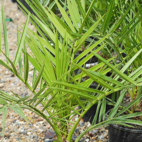 Mua Pair of Phoenix Palm Canariensis Exotic Outdoor Plants Drought ...