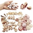 Amazon.com: Weoxpr 200pcs Sea Shells Mixed Ocean Beach Seashells ...