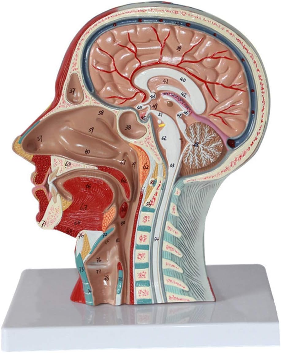 Anatomia umana scientifica - Modello anatomico del collo della testa ...