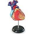 Amazon.com: Learning Resources Human Heart Model, Working Heart Model ...
