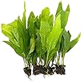 Amazon.com: 5X Java Fern Microsorum Pteropus Looses Aquarium Live Plant ...