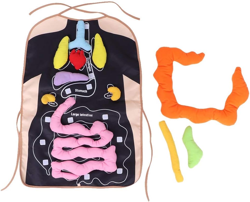 Hztyyier 3D Organ Apron Plush Apron Anatomy Children Physiological ...