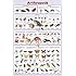 Amazon.com: Laminated Insect Identification Educational Science Chart ...