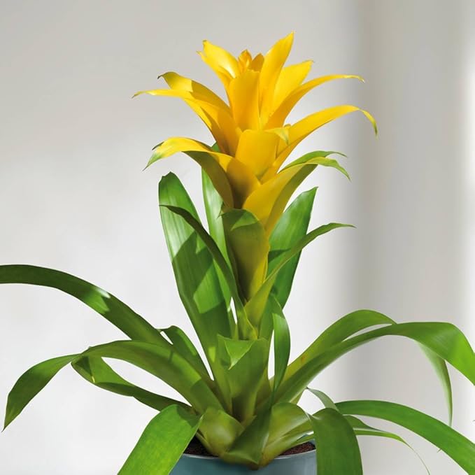 BROMELIA Guzmania Jaune 1 plant jaune: Amazon.fr: Jardin