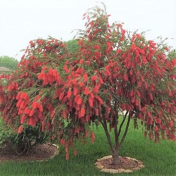 Amazon.com : Dwarf Weeping BottleBrush-Captain Cook 50+ Seeds ...