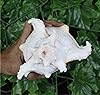 ASHIRWAD Garuda Blowing Shankh, Murex Ramosus - Conch Shell - Puja ...