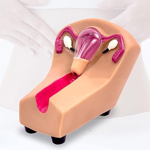 oiakus Female Intrauterine Contraception and Training Model - IUD ...