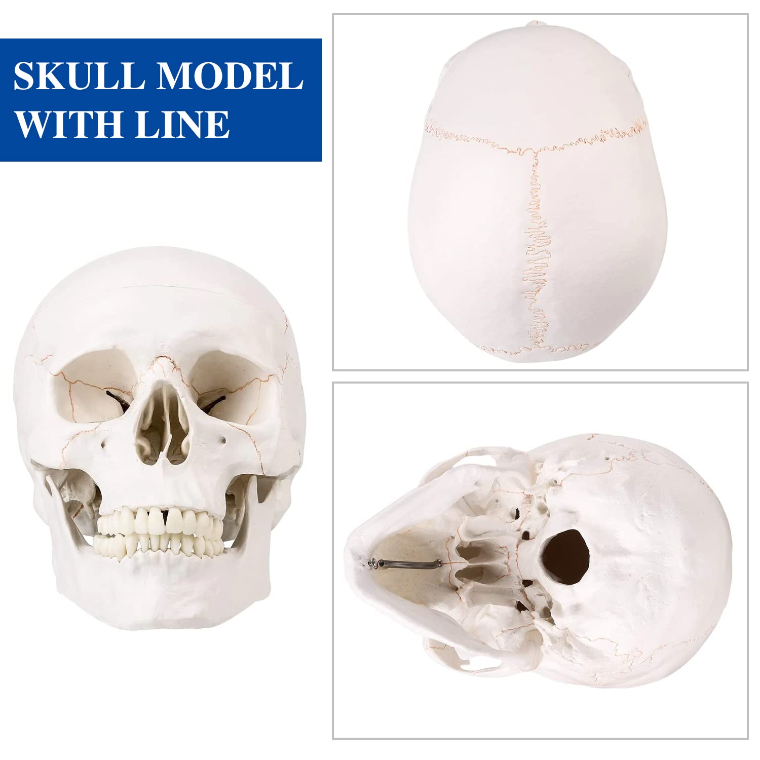 Mua ASINTOD Human Anatomy Skeleton Model, Lift Size | 1/2 Lift Size ...