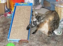 Amazon.com : Cosmic Alpine Scratcher : Scratching Pads : Pet Supplies