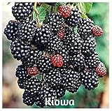 Blackberry plant - How to grow & care