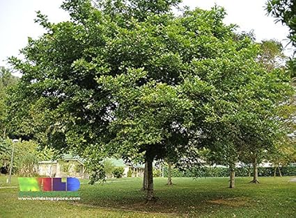 Pongam Pongamia pinnata 'Ungu' Evergreen Tree 5 Seeds Pack [M-Tech ...