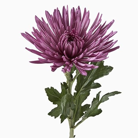 Picture Of Spider Mum Flower | Best Flower Site