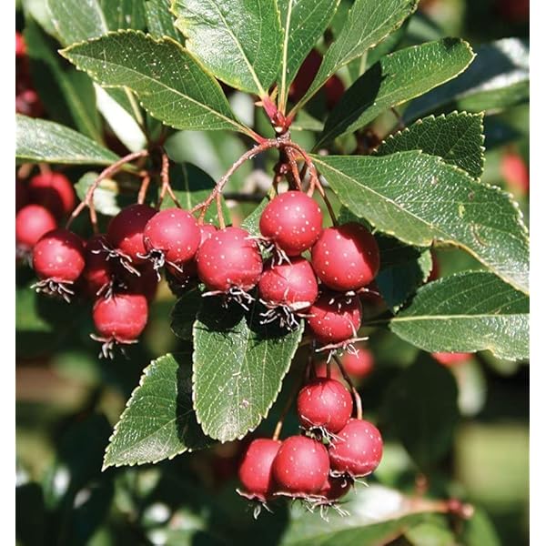 Arbusto De Espino Indio Enano