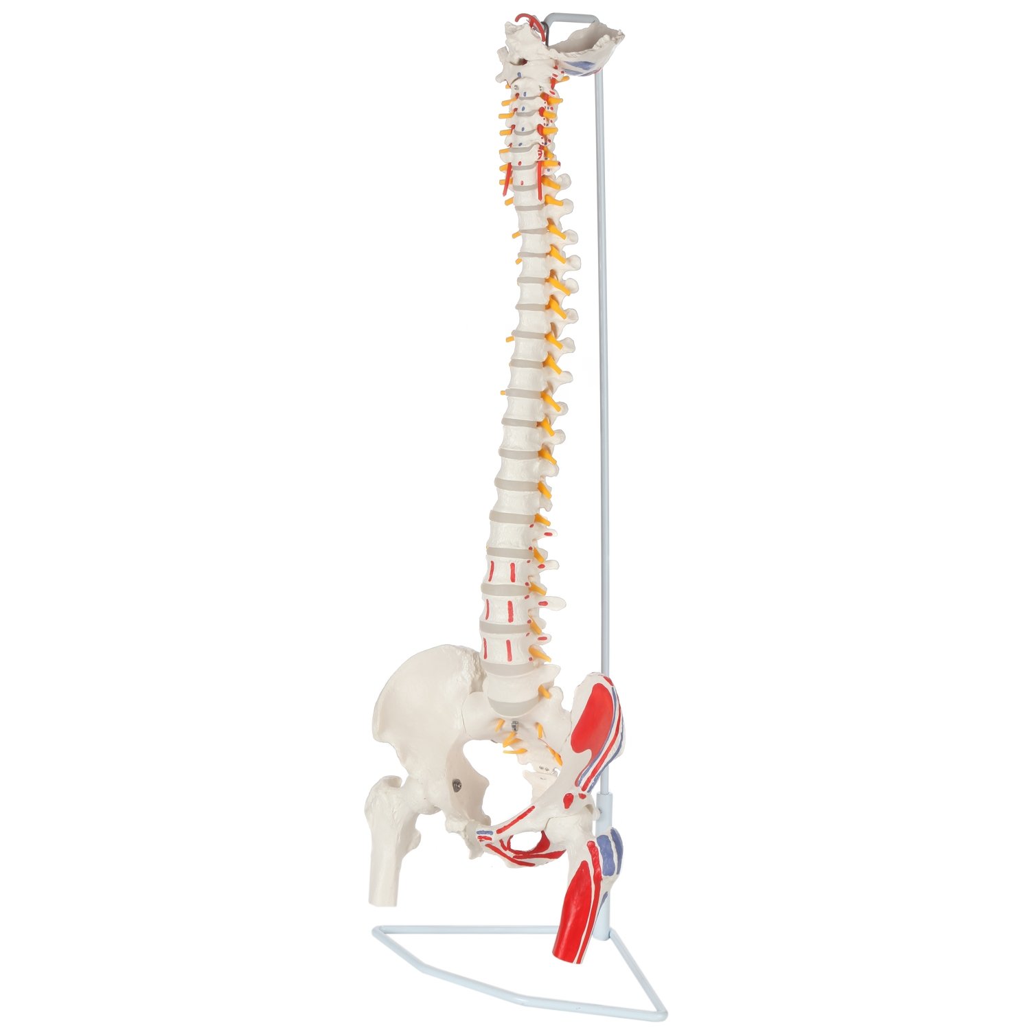 Anatomical Models Includes Stand 3 Year Warranty Axis Scientific ...