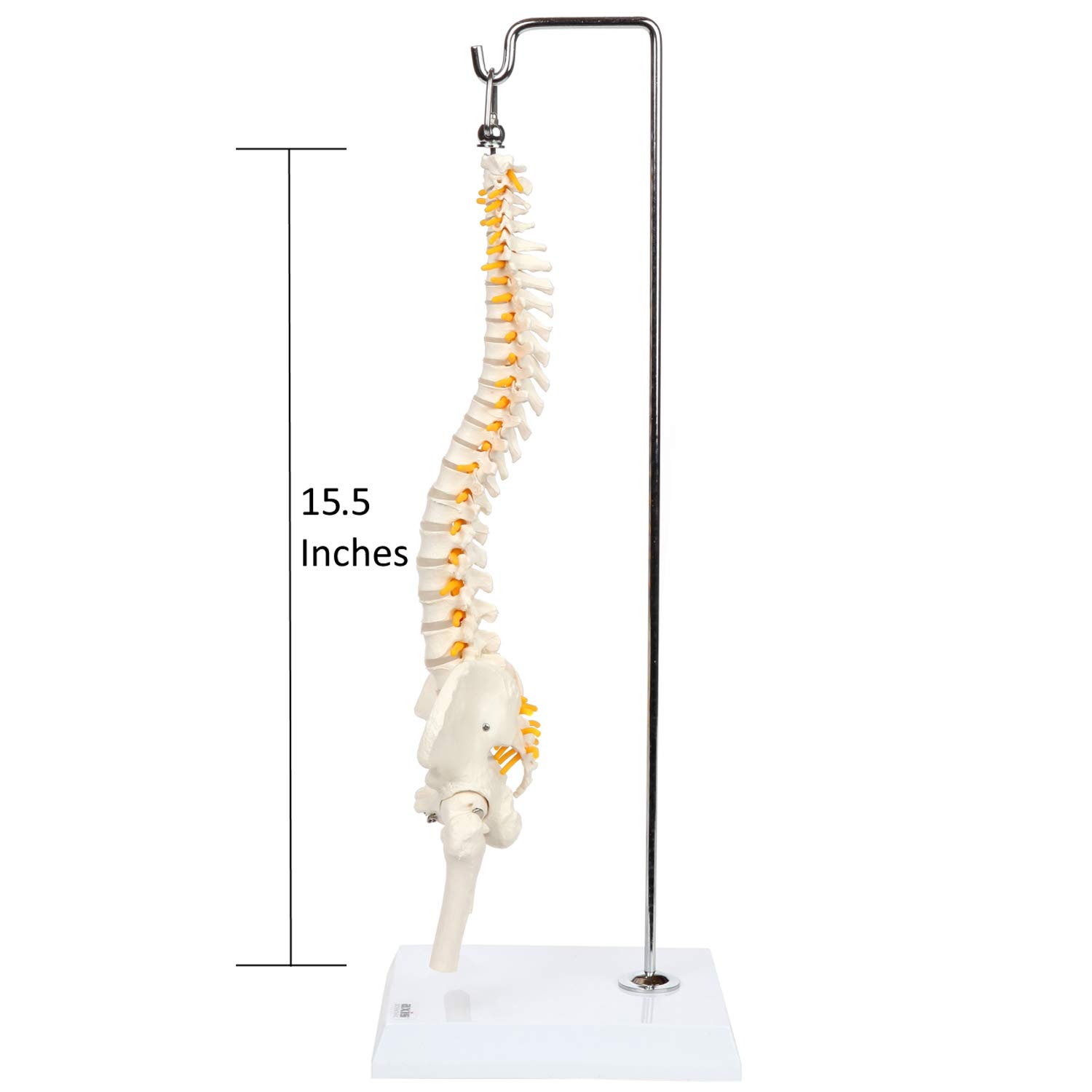 Mua Axis Scientific 15.5" Mini Spine Model, Spine Model with Nerves ...