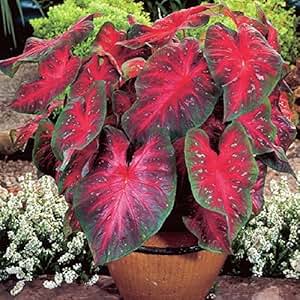 Amazon.com : Caladium Frieda Hemple, (6 Bulbs) Thrives in Heat and ...