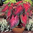 Amazon.com : Caladium Frieda Hemple,(6 Bulbs) Thrives in Heat and ...