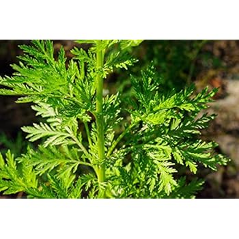 Amazon.com : 300 Sweet Annie Seeds Artemisia Annua / Sagewort Wormwood ...