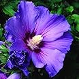 Amazon.com : 1 Purple Althea Rose of Sharon Tree Live Plant 8 to 14 ...