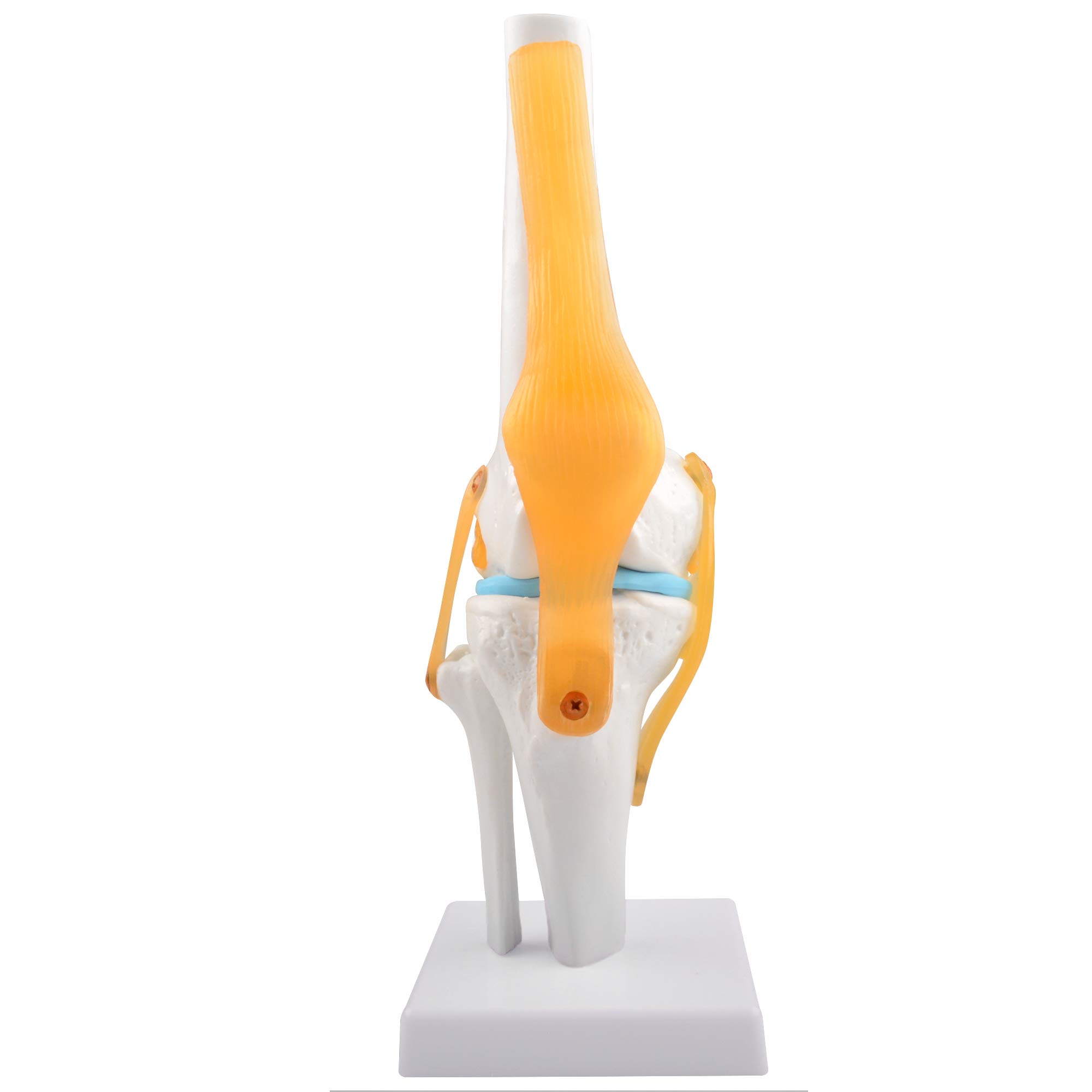 Mua Ultrassist Human Knee Joint Model with Ligaments, Flexible 1:1 ...