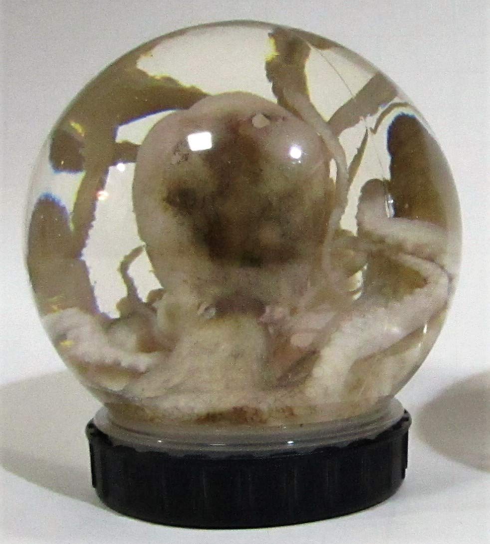 Business & Industrial Specimens chetorbegam.ir Globe Wet Specimen ...