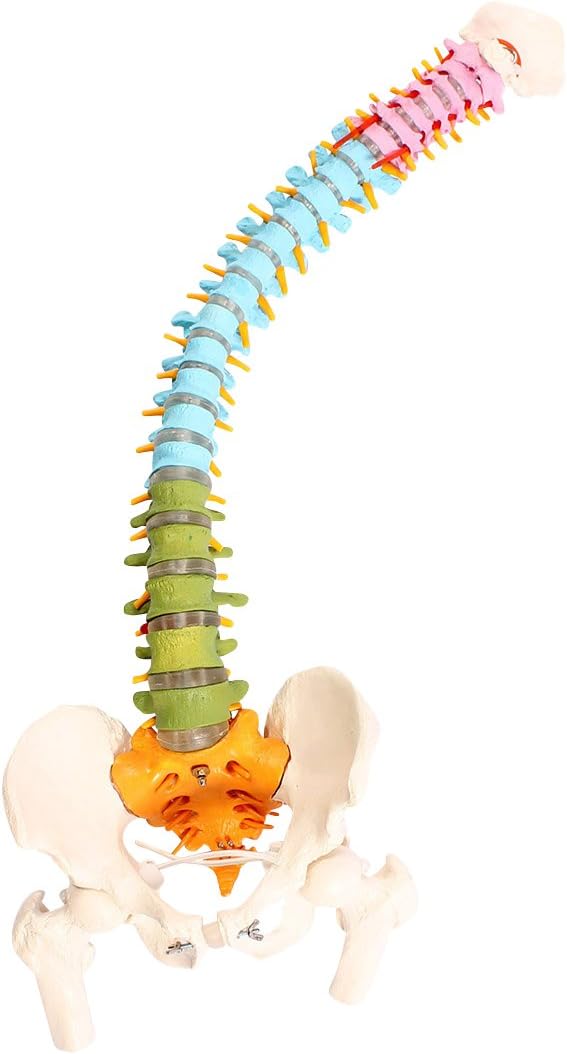 Cranstein A-339 Spinal Column Model with Pelvis and Thighs ...