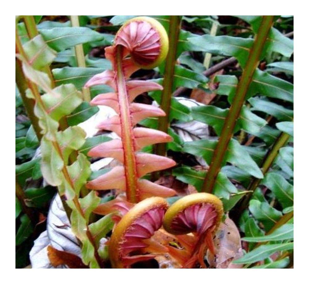 Blechnum brasiliense - Brazilian Dwarf Tree Fern - 10 Seeds: Amazon.co ...