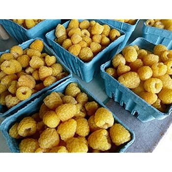 Amazon.com : Anne Gold Everbearing Raspberry Plant - 4" Pot : Fruit ...