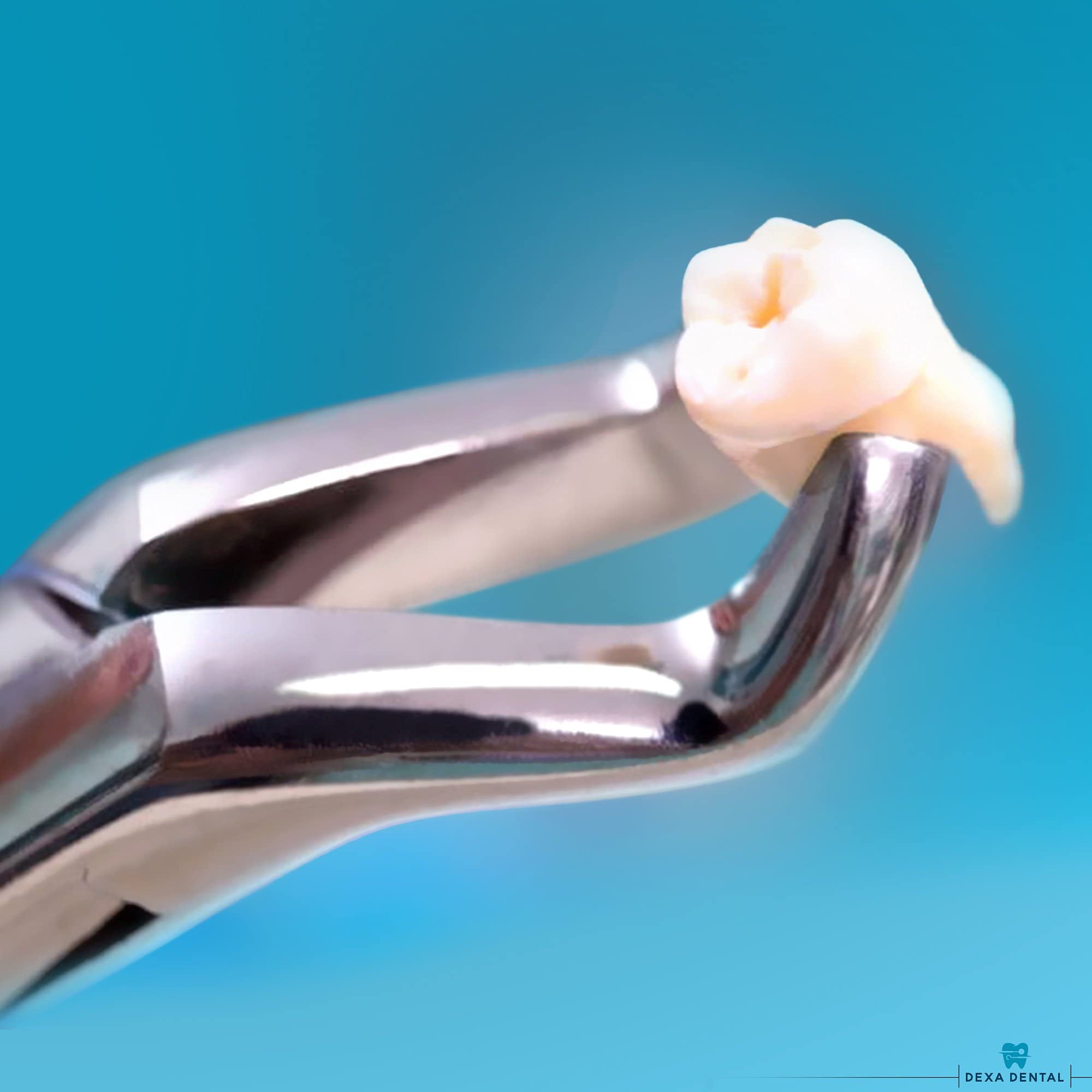 Mua Heavy Duty Dental Extracting Forceps # 150# 151# 23, Apical Forceps ...