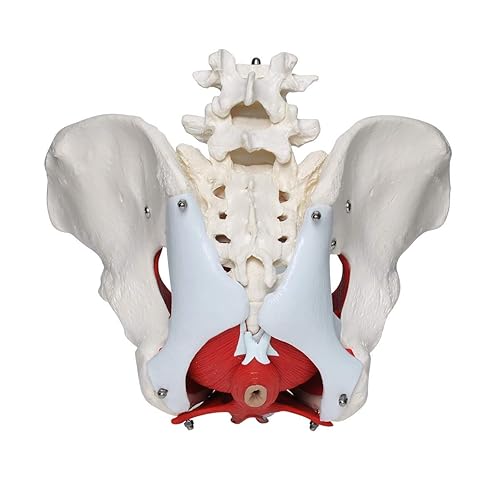 Pelvic Floor Model,Pelvic Model Female with Muscles,Pelvic Floor Muscle ...