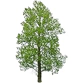 Amazon.com : Hybrid Poplar Tree Seedlings for Planting - Fast Growing ...
