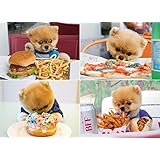 I am Jiffpom!: 9781407182322: Amazon.com: Books