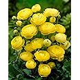 Amazon.com : Yellow Ranunculus Bulbs for Planting - Stunning Color and ...