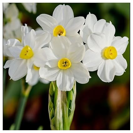 Kraft Seeds Nargis or Narcissus flower Bulbs, Soft Blooms with LIGHT ...