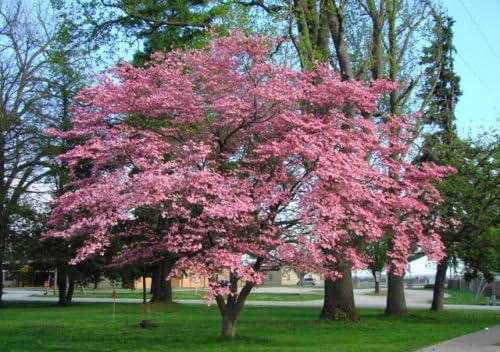 Amazon.com: Cornus florida Rubra PINK FLOWERING DOGWOOD Southern SEEDS ...