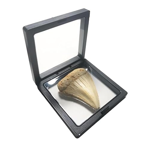 Great White Shark Tooth Replica 2.56 inch,Fake Shark Teeth Fossils ...