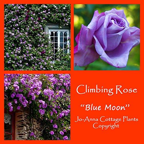 BLUE MOON CLIMBING ROSE *** NOW DESPATCHING ***: Amazon.co.uk: Garden ...