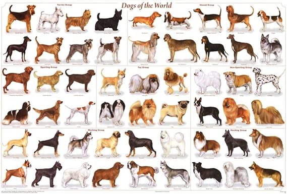 Amazon.de: 123posters.com Hunde der Welt Beliebten Hunderassen Diagramm ...