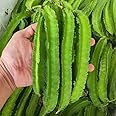 Amazon.com : Winged Bean Seeds Dragon Bean Dau Rong Goa Bean Asparagus ...