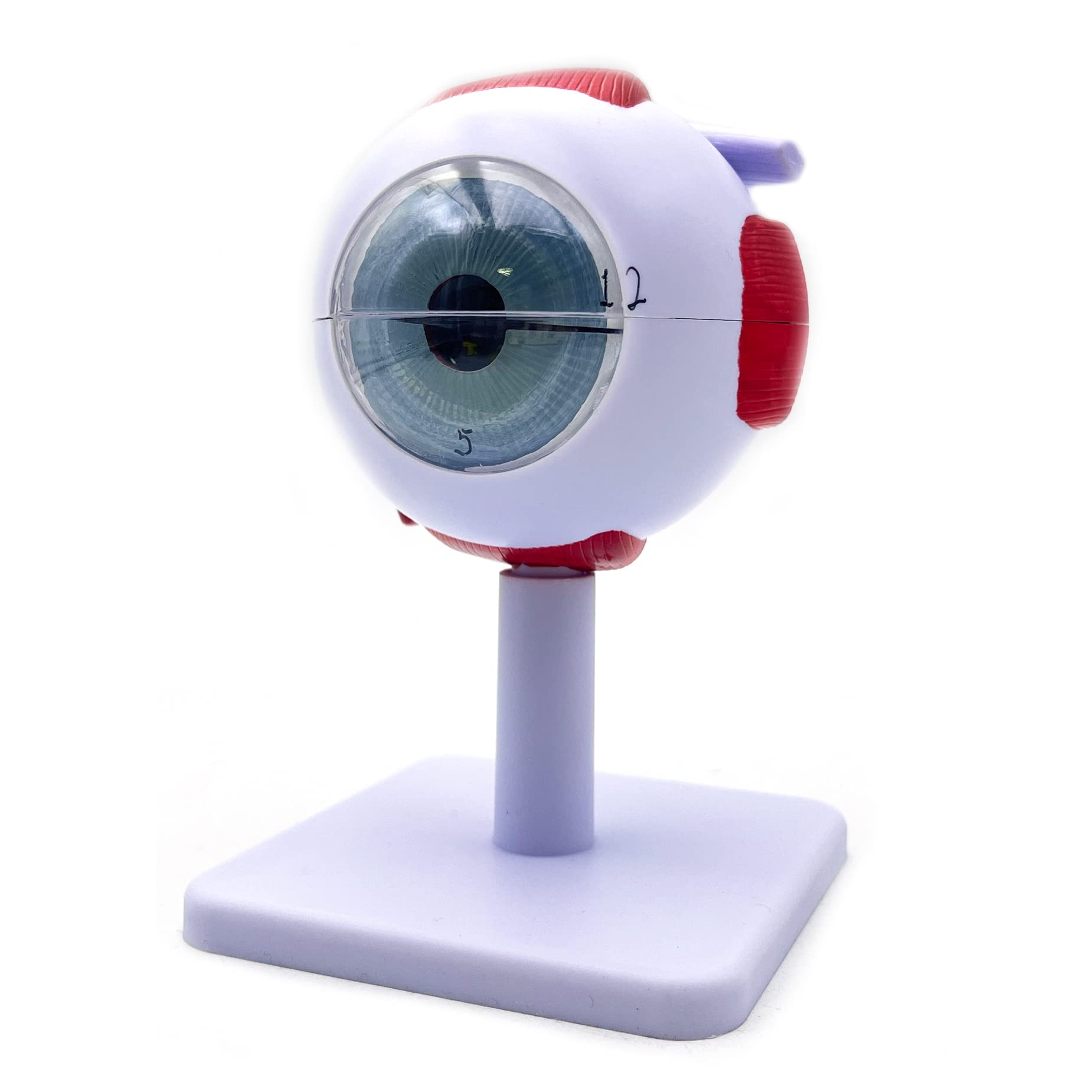 Mua 3X Enlarged Human Eye Anatomical Model,Anatomically Accurate Eye ...