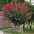 Amazon.com : Tonto Crape Myrtle: Vibrant Dark Watermelon Red Blooms on ...