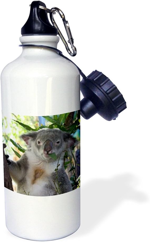 Amazon.com: 3dRose wb_22800_1 Cute Koala Eating Eucalyptus Queensland ...