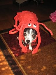 Amazon.com : Casual Canine Lobster Paws Dog Costume, Large (fits ...