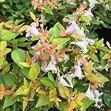 Abelia - How to grow & care