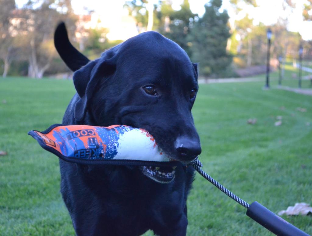 Pet Supplies : Pet Toys : Nipper & Chipper X-Trm Dog Tough Training ...