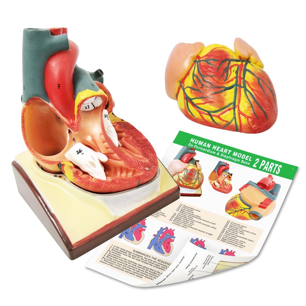 Mua 2024 Newest Design Life Size Human Heart Model,2-Parts 1:1 ...