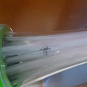 Amazon.com : My Critter Catcher - Spider & Insect Catcher (Pink ...